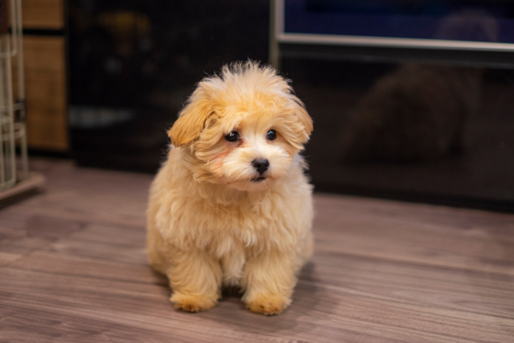 Life Expectancy of a Poodle Mix: A Guide to Longevity & Care - Lucky's ...