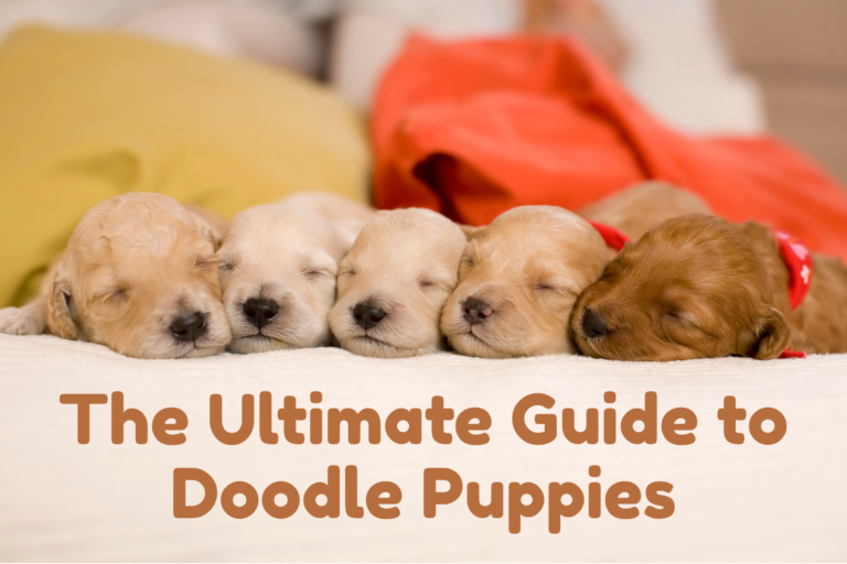 The Ultimate Guide to Doodle Puppies: Facts, Costs & Care - Lucky's ...