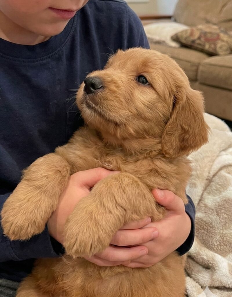 Home - Lucky's Goldendoodles