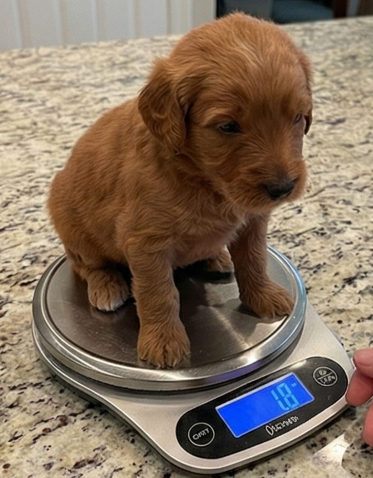 Home - Lucky's Goldendoodles